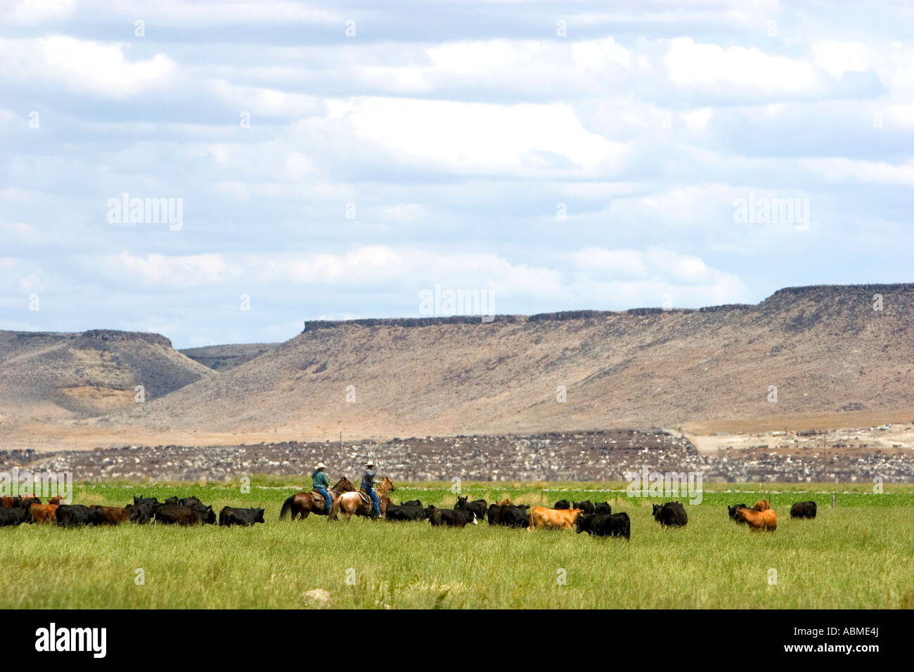 Cattle roundup hi-res stock photography and images - Alamy
