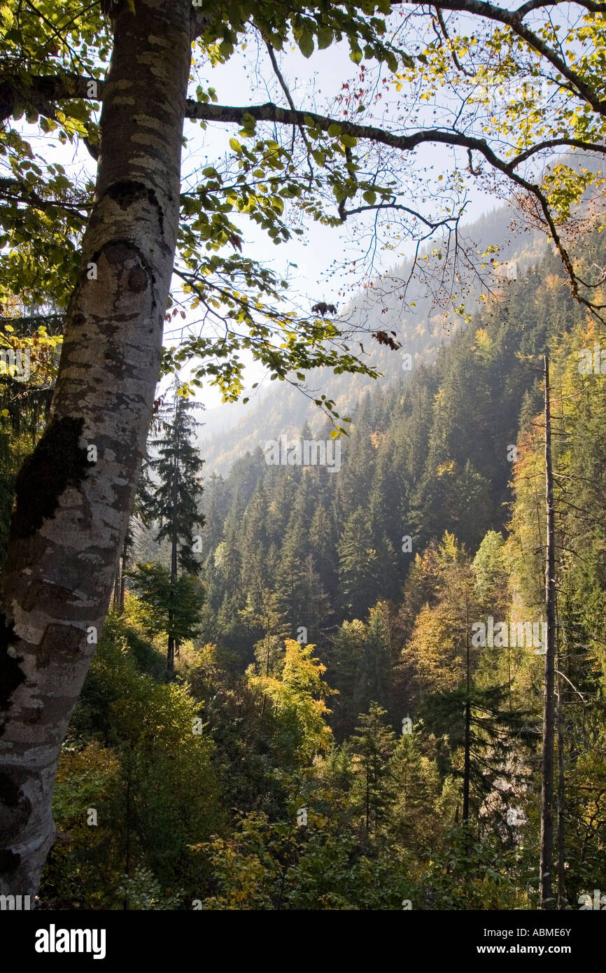 French Alp view through trees near La Clusaz Stock Photo - Alamy