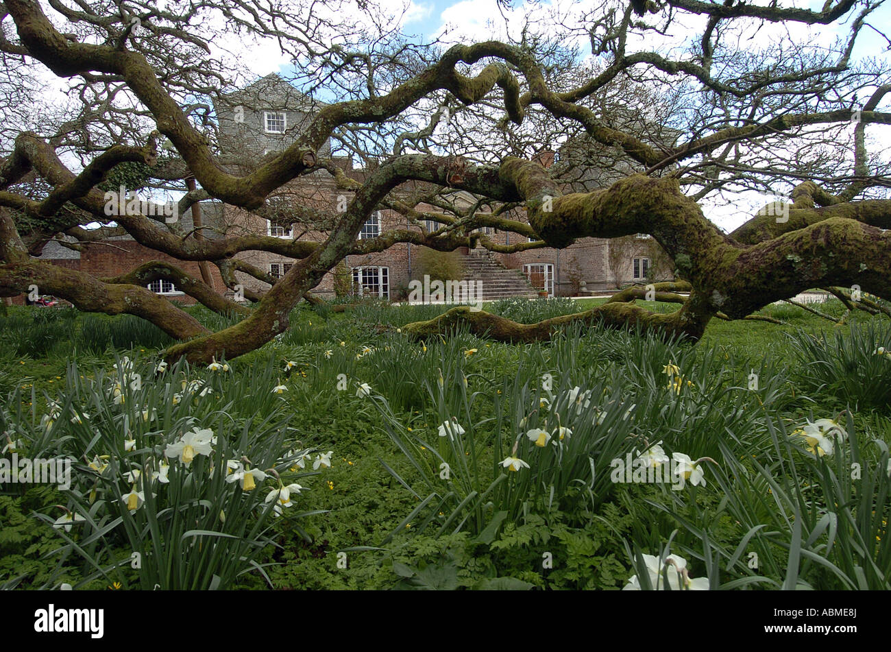 The grounds Ince Castle near Saltash, Cornwall Stock Photo - Alamy