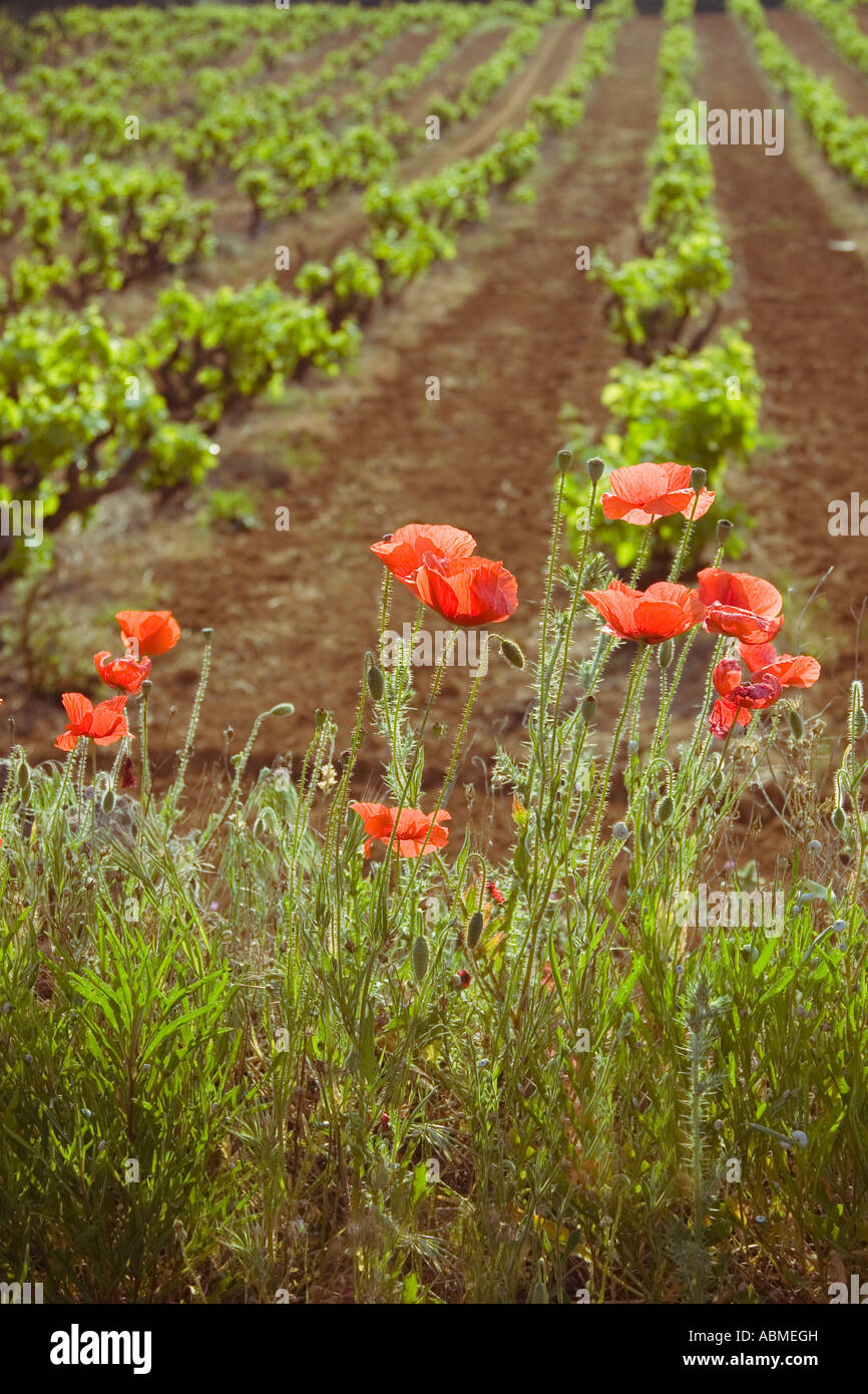 Poppies growing at the edge of a young vineyard in Provence France ...