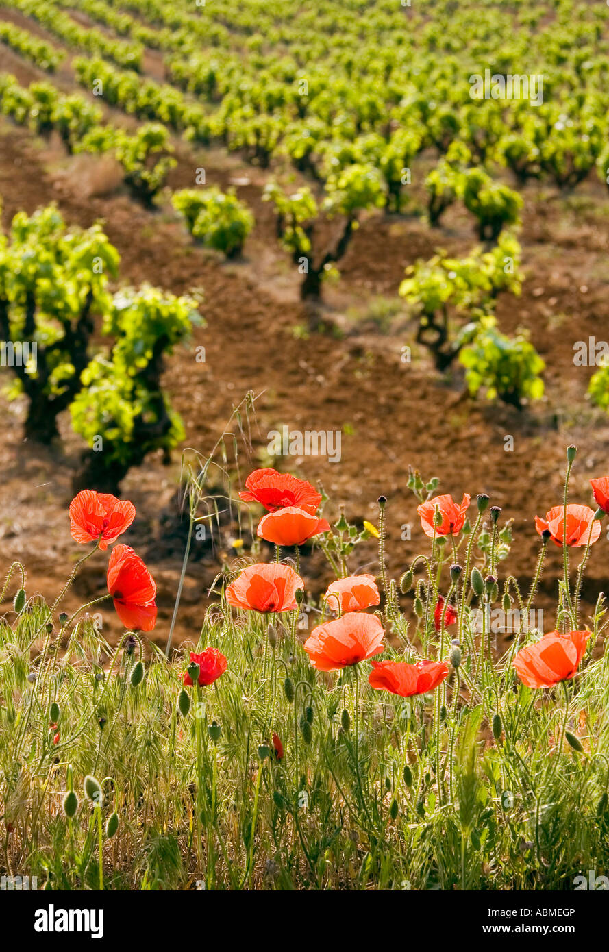 Poppies growing at the edge of a young vineyard in Provence France ...