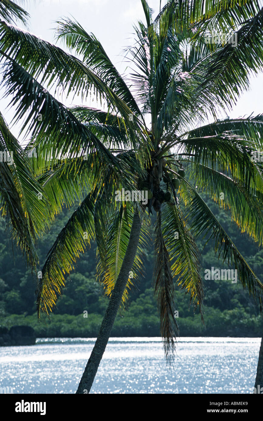 Tropical island coconut tree with water Island in background Stock ...