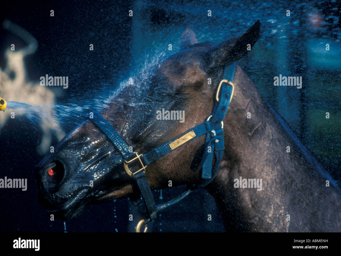 Stable horse bath hi-res stock photography and images - Alamy