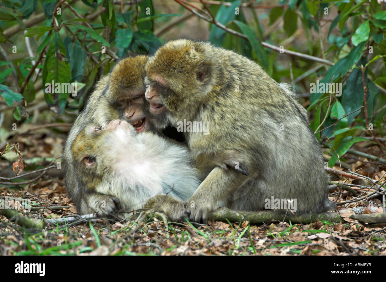 Macca monkey hi-res stock photography and images - Alamy