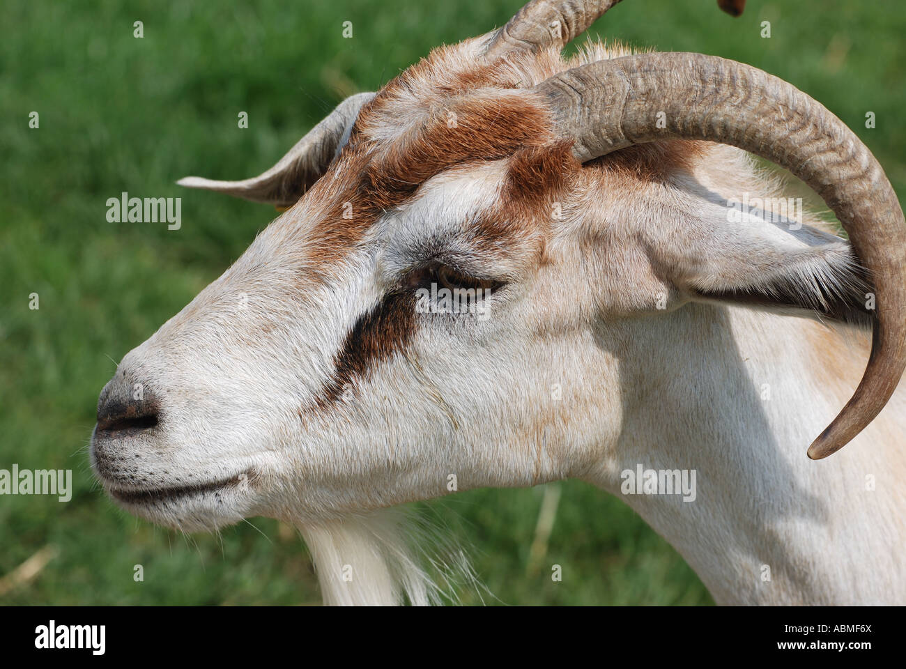Goat at Cotswold Farm Park, Gloucestershire, England, UK Stock Photo ...