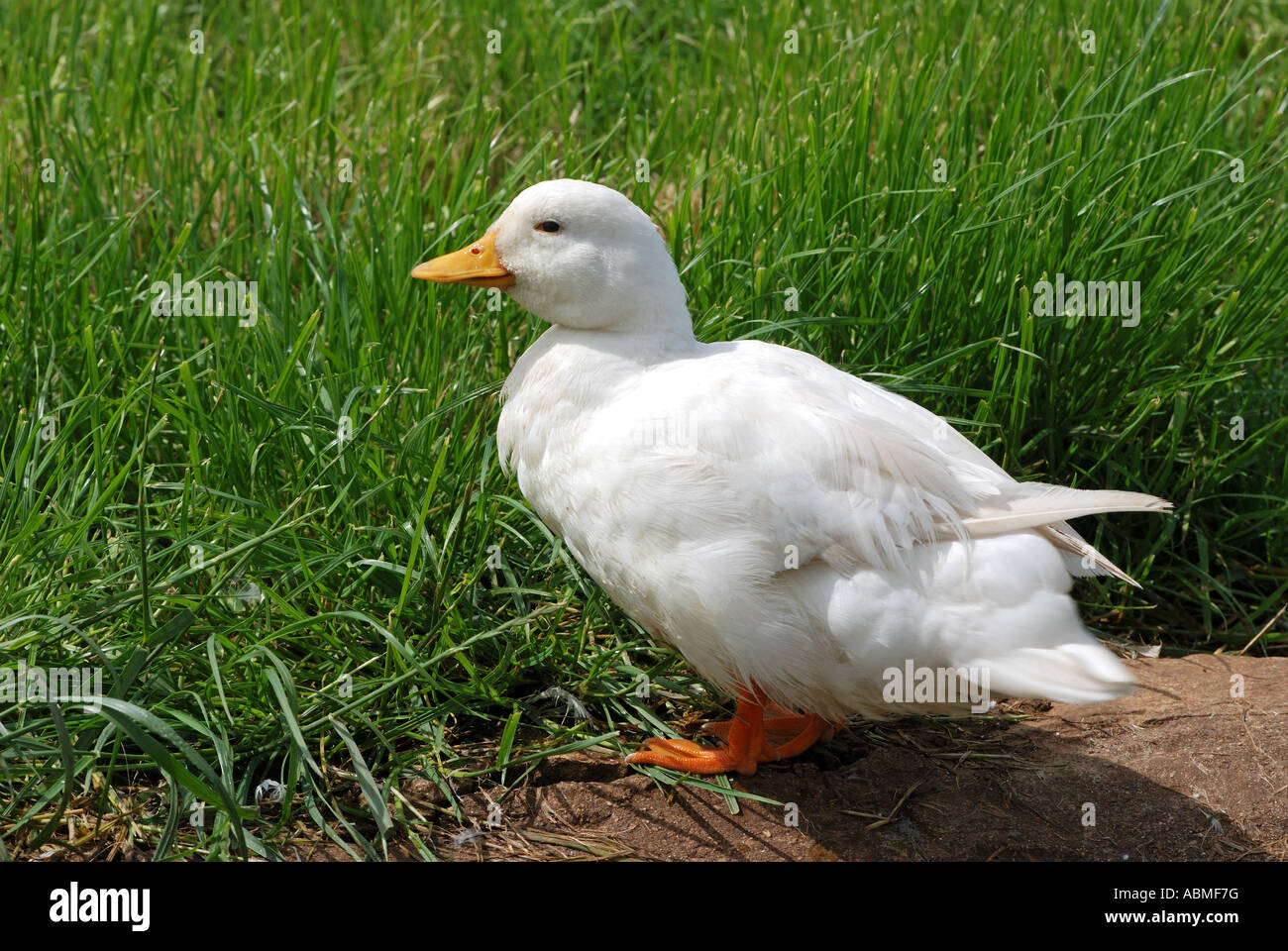 Call Duck at Cotswold Farm Park, Gloucestershire, England, UK Stock ...