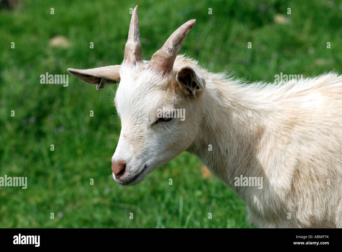 Golden Guernsey goat kid at Cotswold Farm Park, Gloucestershire ...