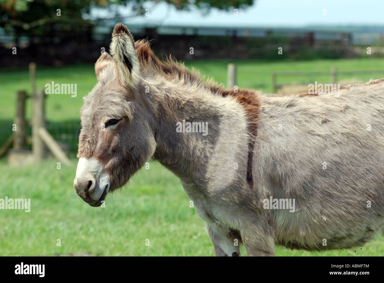 Donkey cotswold hi-res stock photography and images - Alamy