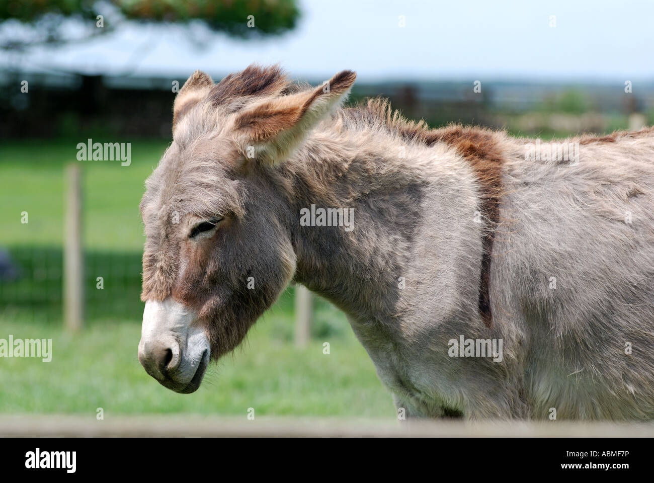 Donkey at Cotswold Farm Park, Gloucestershire, England, UK Stock Photo ...