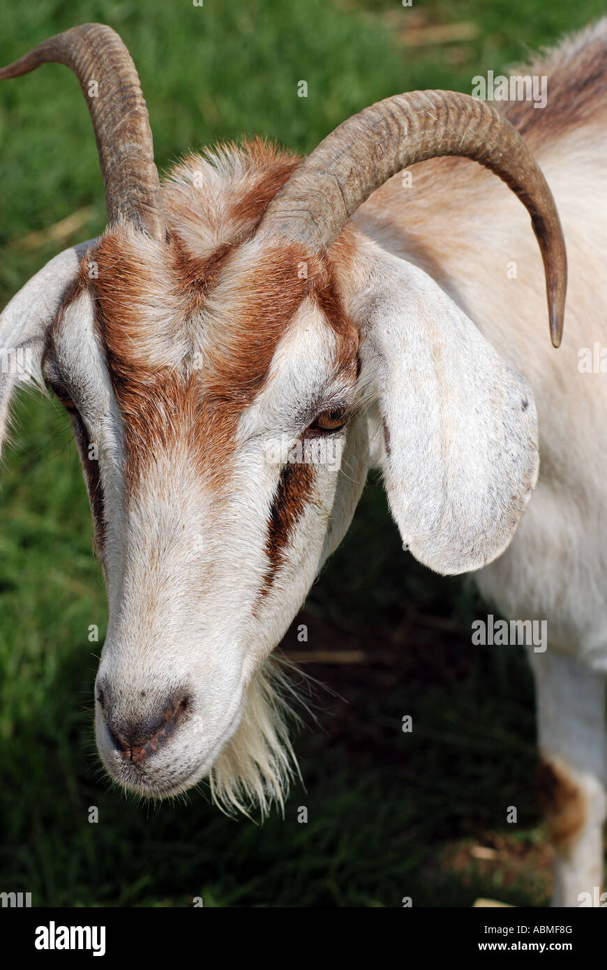 Goat at Cotswold Farm Park, Gloucestershire, England, UK Stock Photo ...