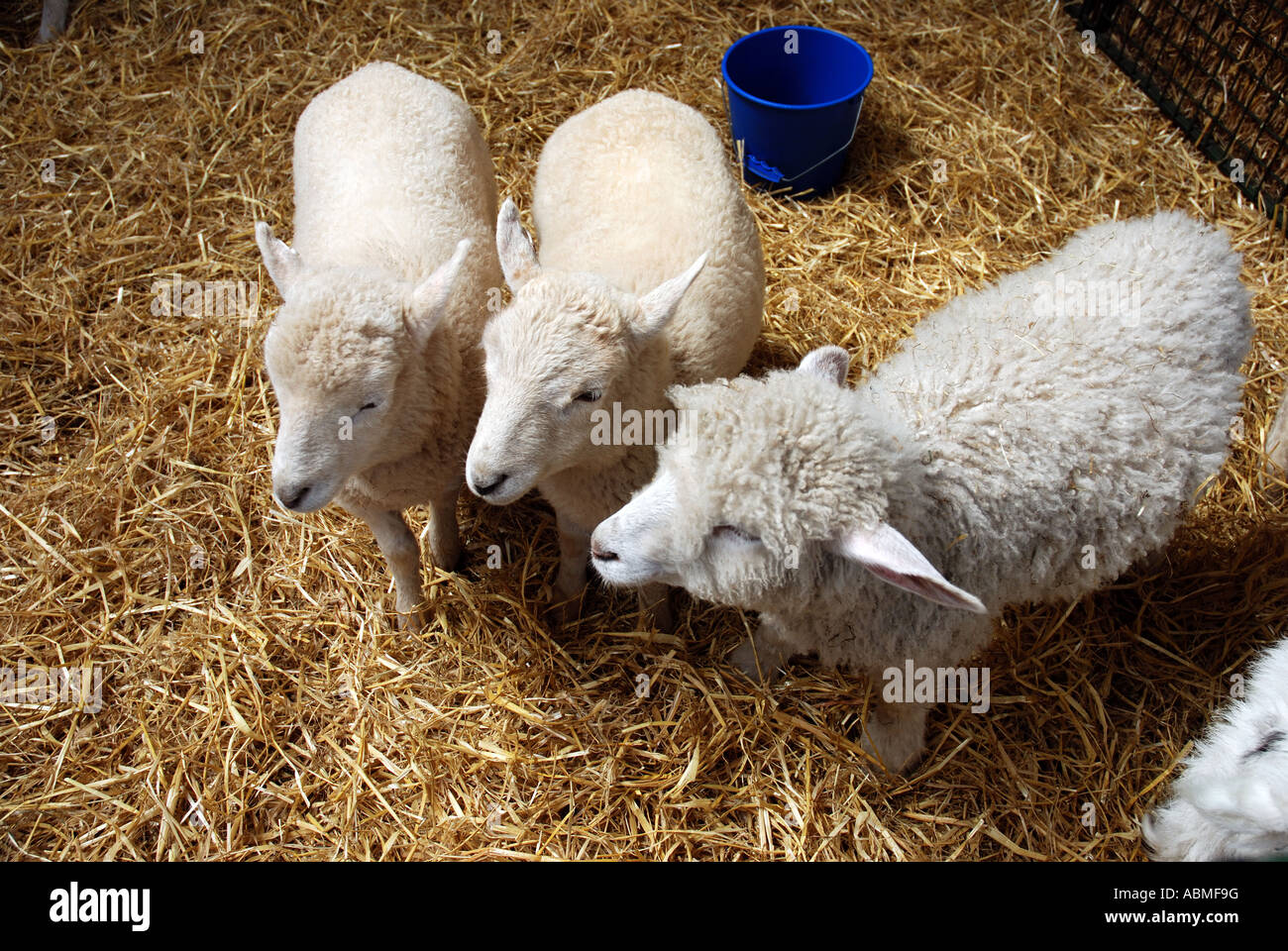 Cotswold farm park hi-res stock photography and images - Alamy