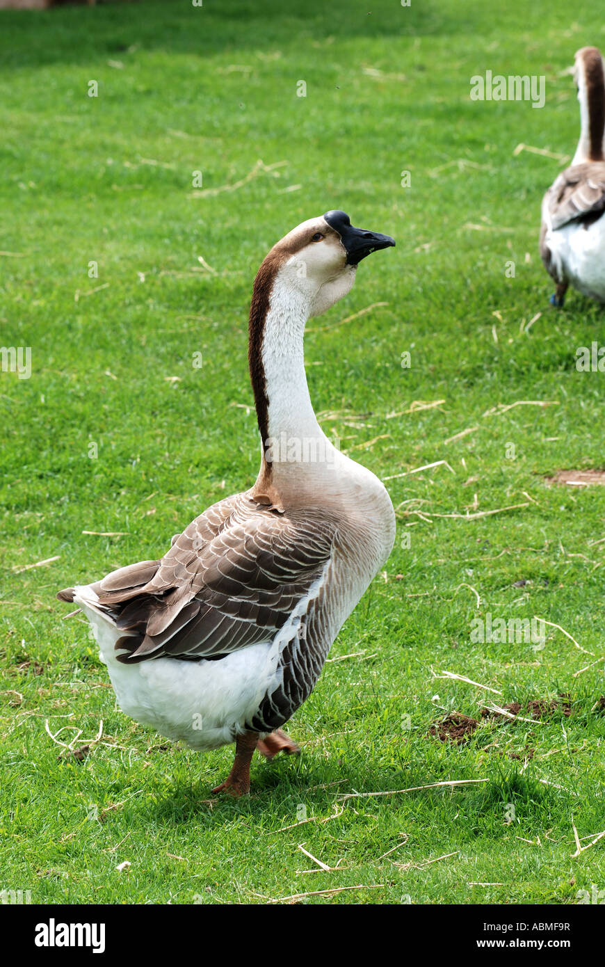Goose breed hi-res stock photography and images - Alamy