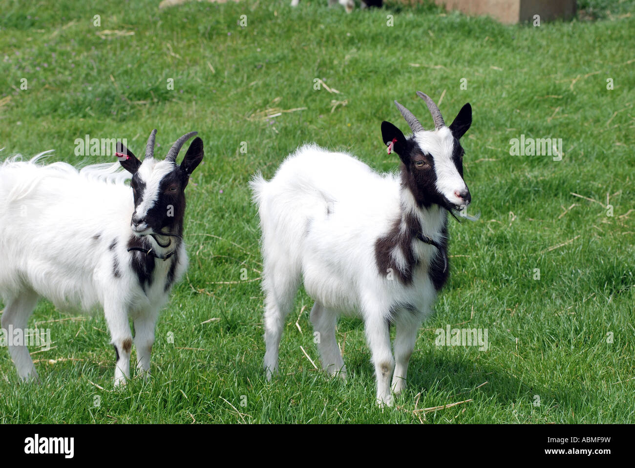 Bagot goats at Cotswold Farm Park, Gloucestershire, England, UK Stock ...