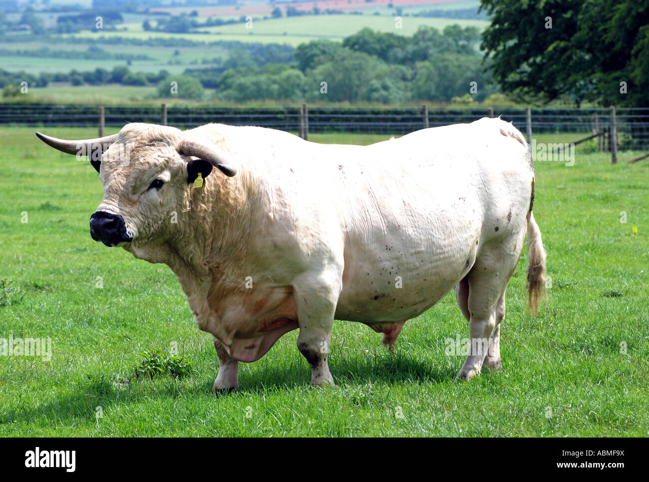White Park bull at Cotswold Farm Park, Gloucestershire, England, UK ...