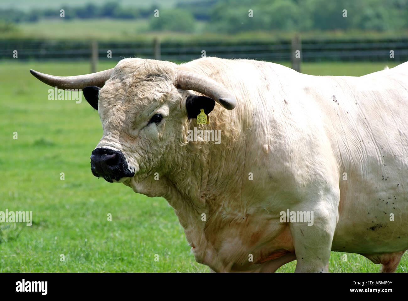 Bull cattle cotswold hi-res stock photography and images - Alamy