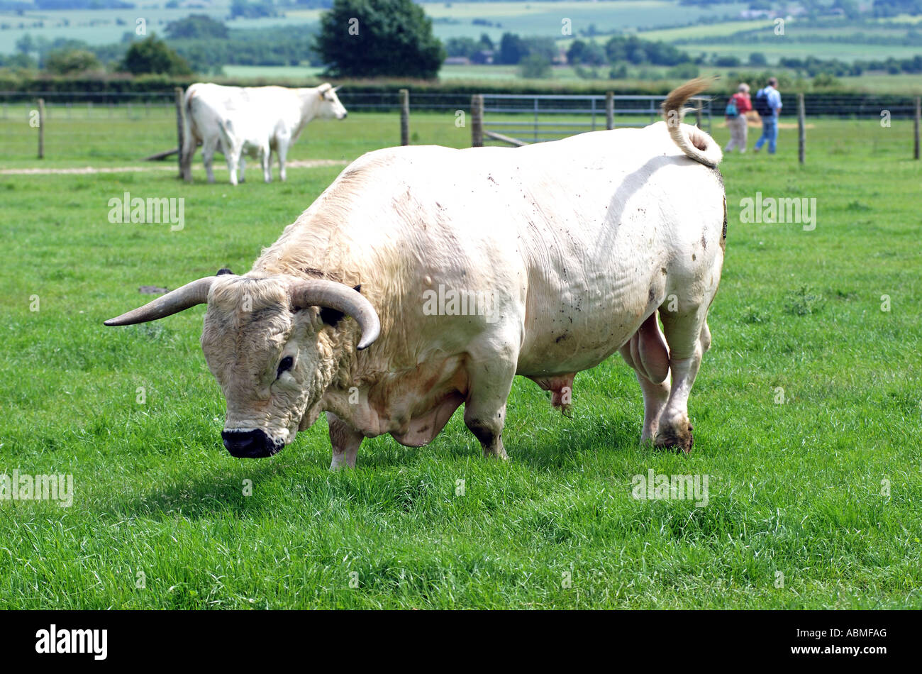 White Park bull walking at Cotswold Farm Park, Gloucestershire, England ...
