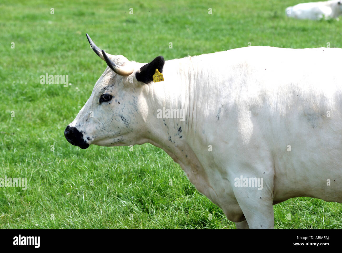 British White Park Cattle