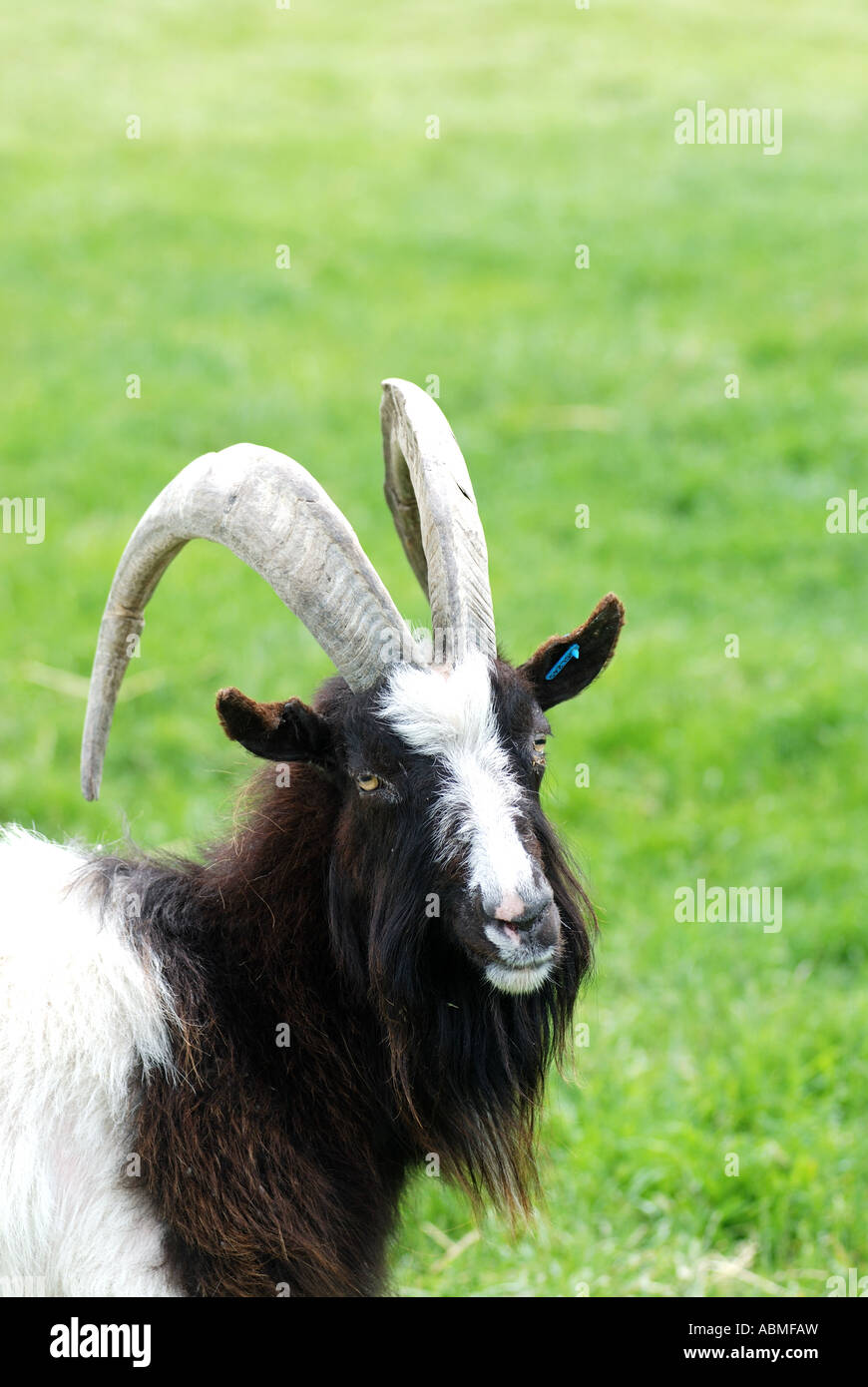 Bagot Goat at Cotswold Farm Park, Gloucestershire, England, UK Stock ...