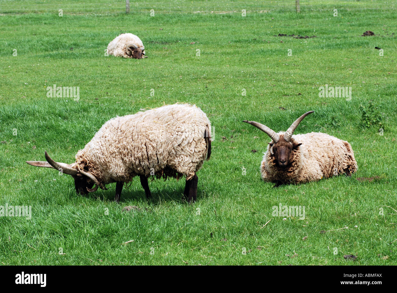 Manx breed hi-res stock photography and images - Alamy