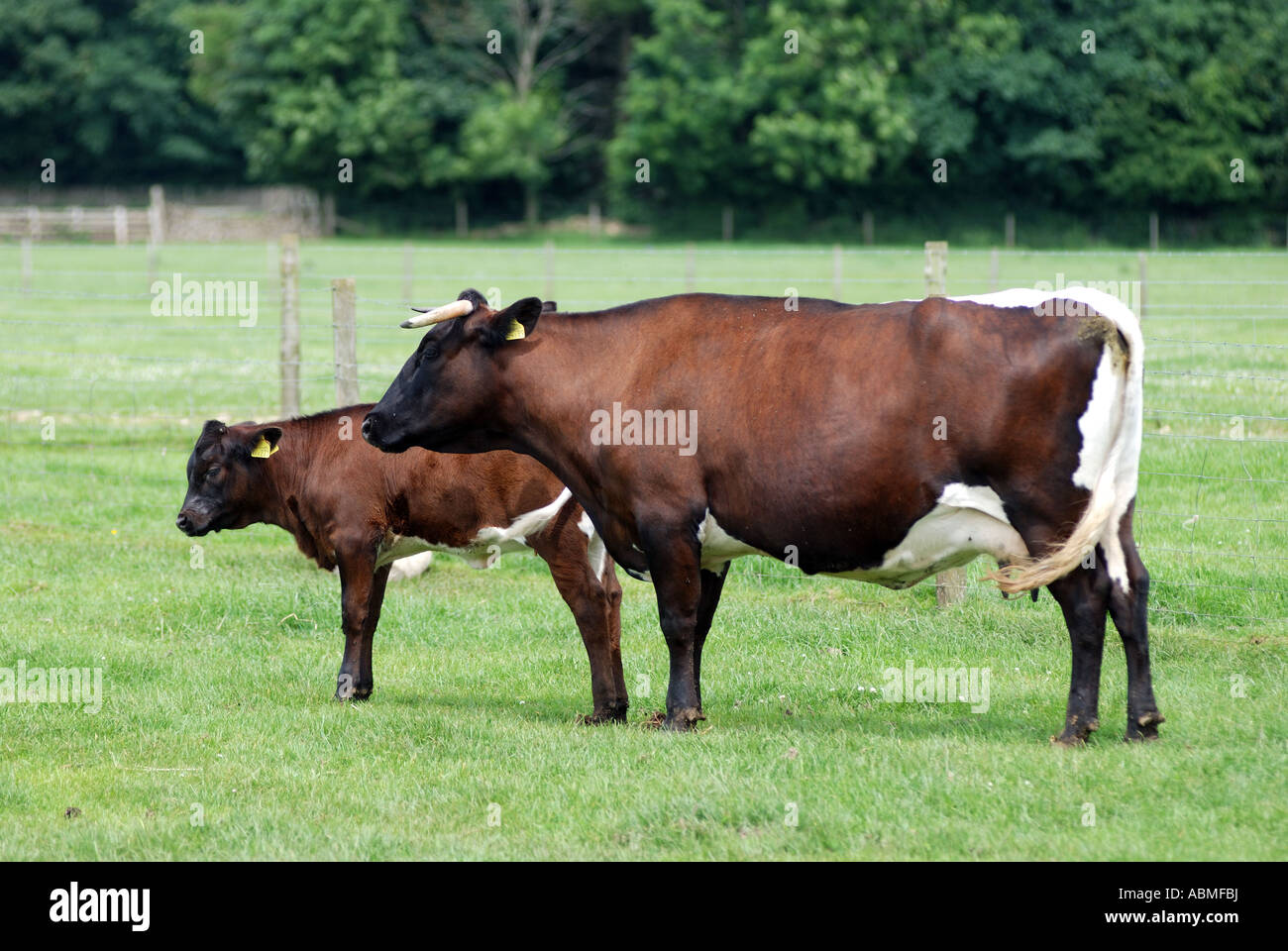 Gloucester Cattle at Cotswold Farm Park, Gloucestershire, England, UK ...