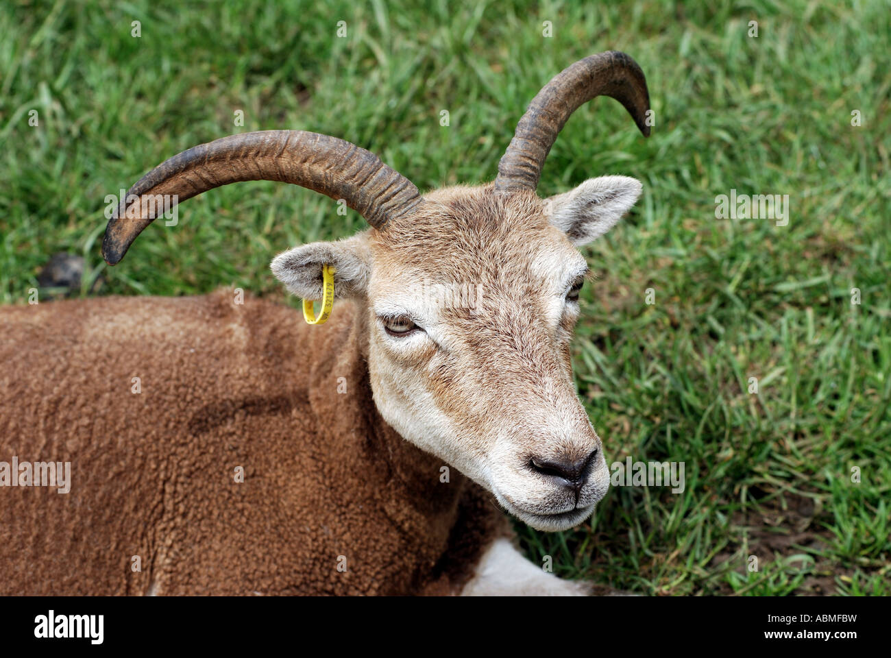 Soay sheep hi-res stock photography and images - Alamy