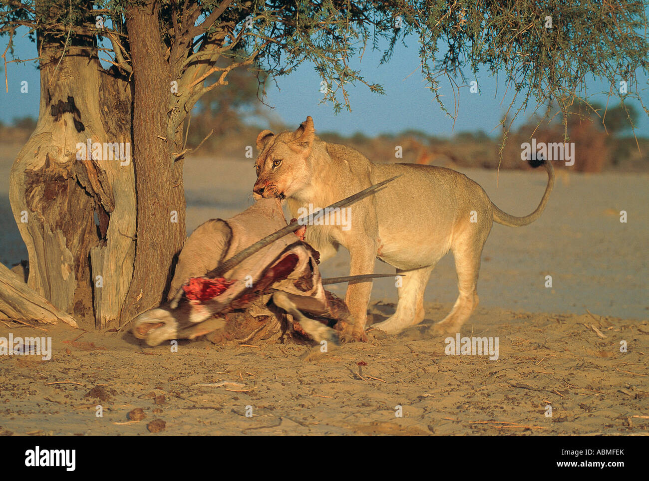 Lioness feeding on dead gemsbok Kalahari Gemsbok National Park South ...
