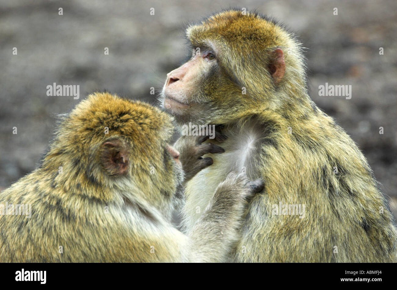 Barbary Macaque Monkeys grooming Stock Photo - Alamy