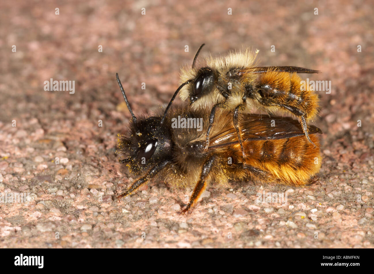 Red Mason Bee - Osmia rufa Stock Photo - Alamy