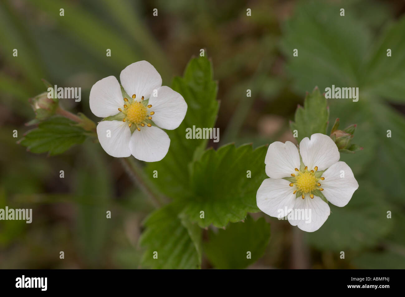 Wild Strawberry - Fragaria vesca Stock Photo - Alamy