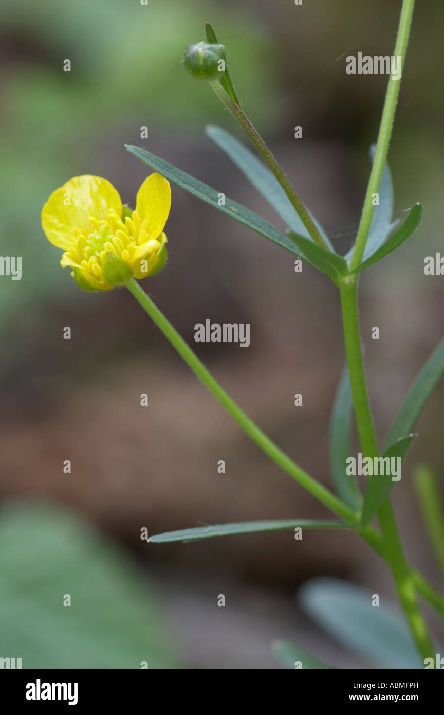 Goldilocks Buttercup - Ranunculus auricomus Stock Photo - Alamy
