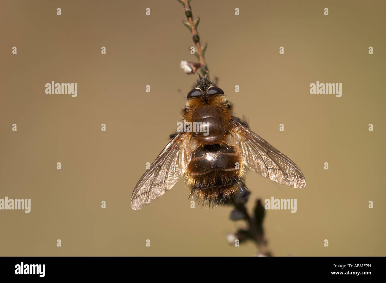 Ursina hi-res stock photography and images - Alamy