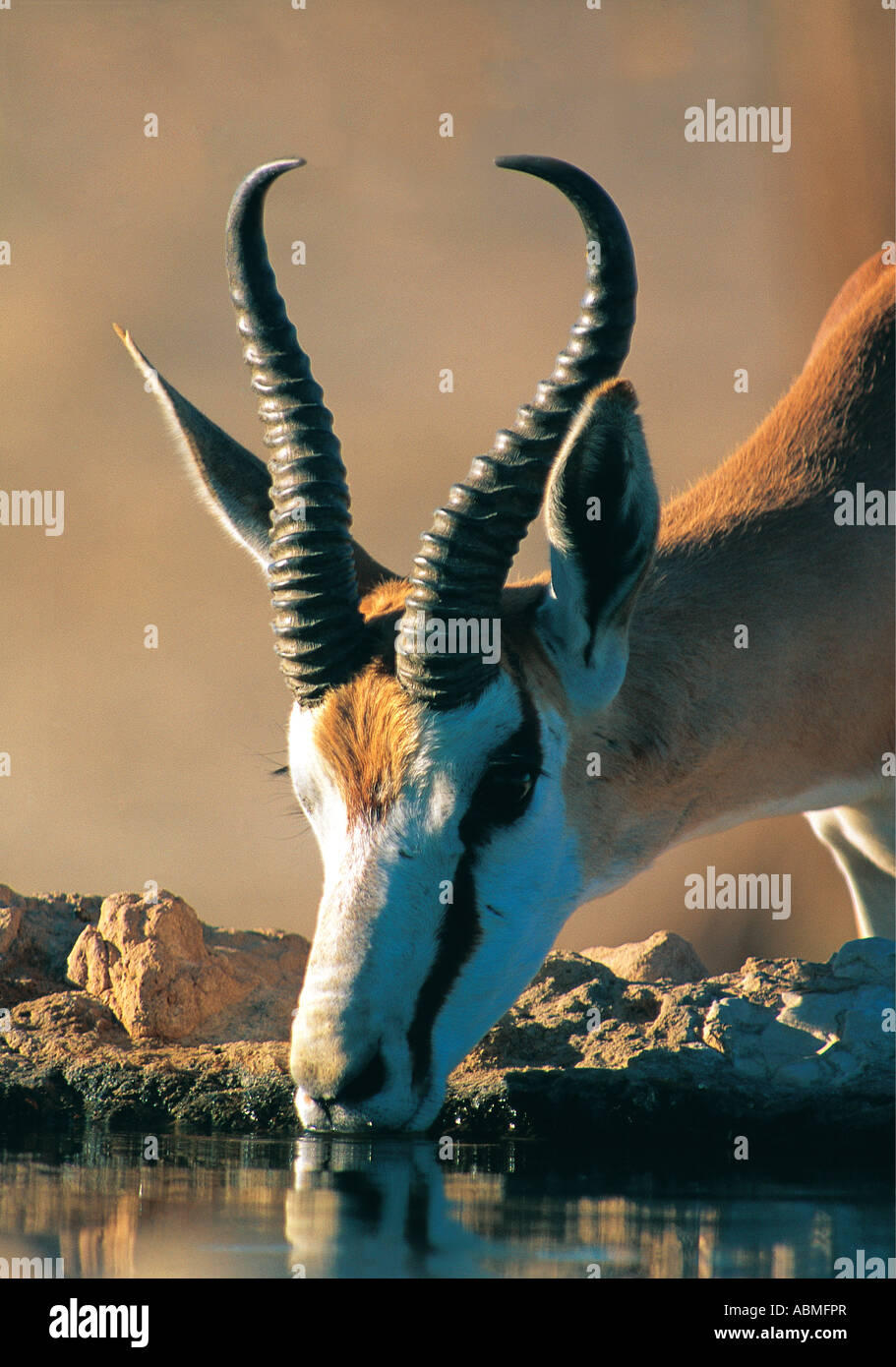 Springbok drinking at a pool Kalahari Gemsbok National Park South ...