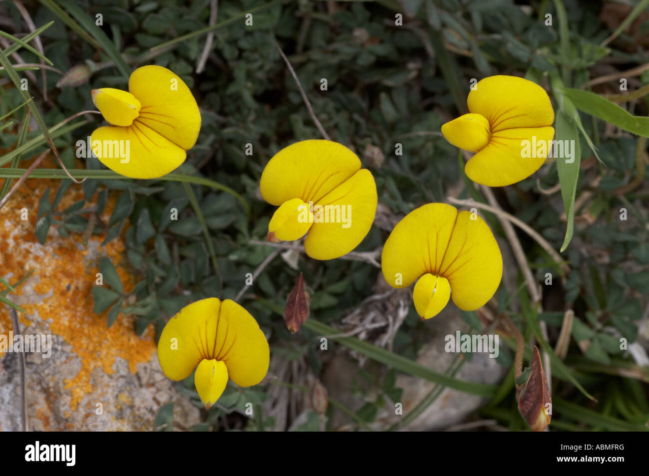 Tetraphyllus hi-res stock photography and images - Alamy