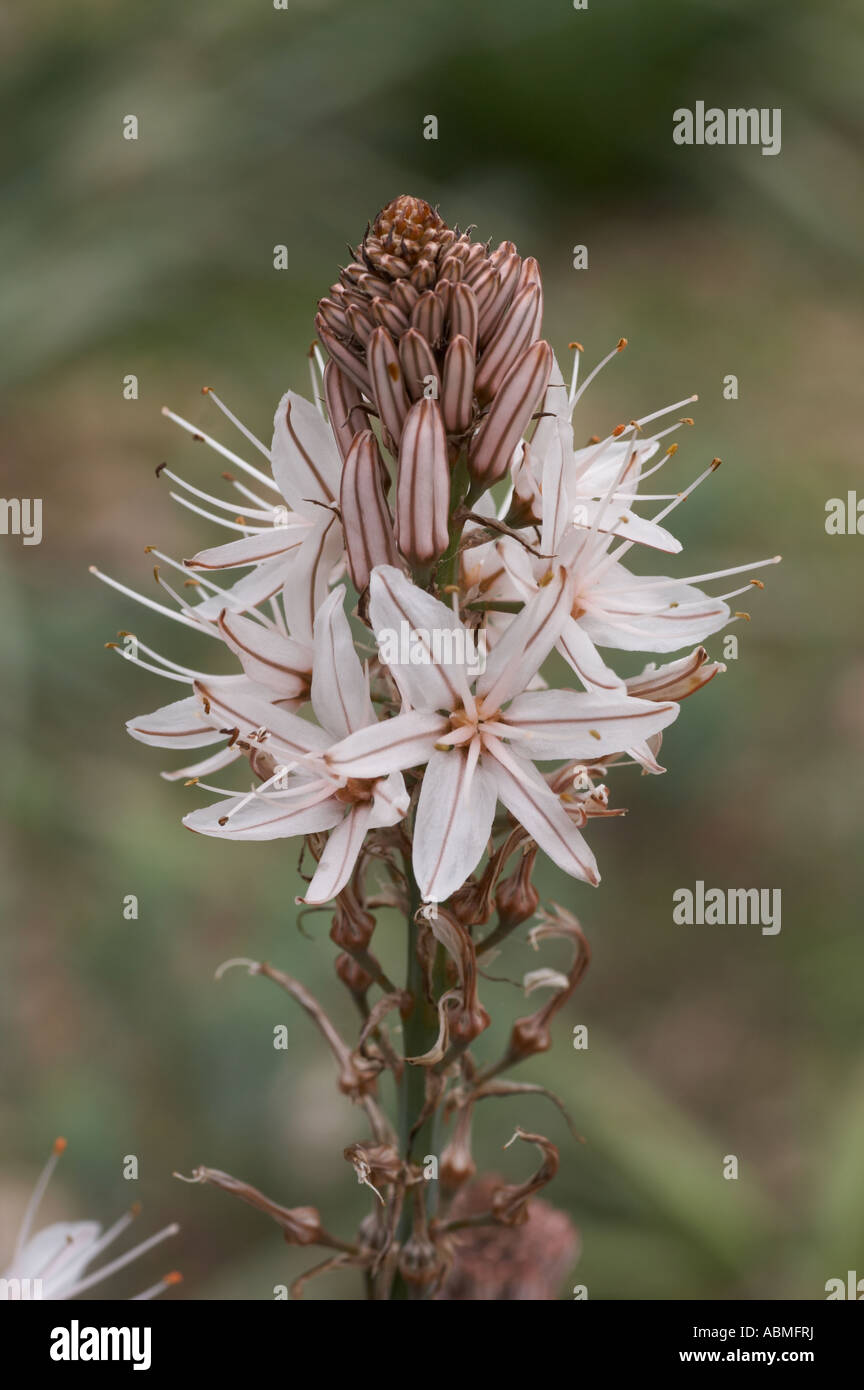Common Asphodel - Asphodelus aestivus Stock Photo - Alamy