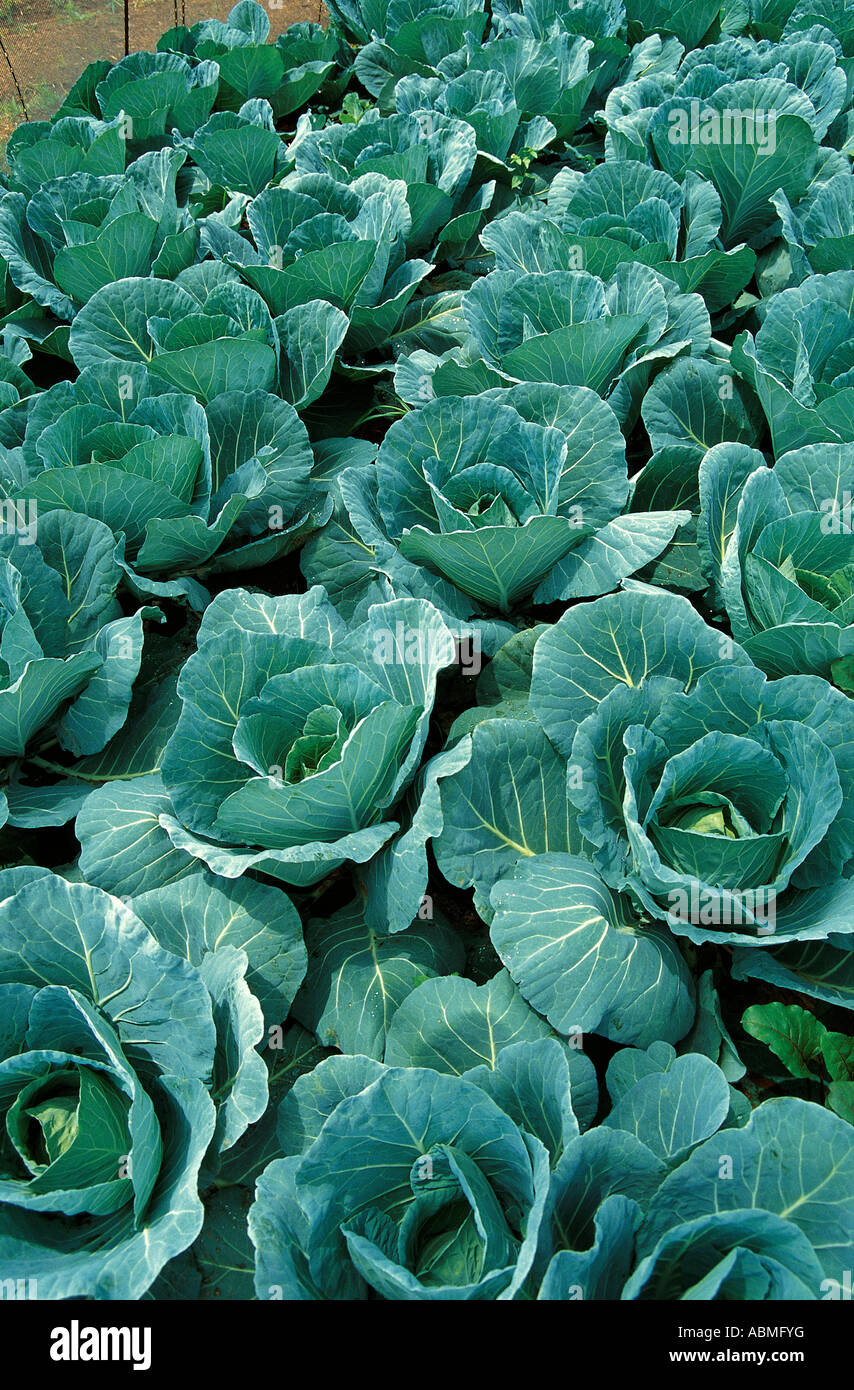 African cabbages hi-res stock photography and images - Alamy