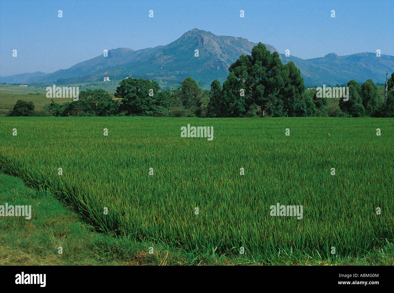 Swaziland agriculture hi-res stock photography and images - Alamy