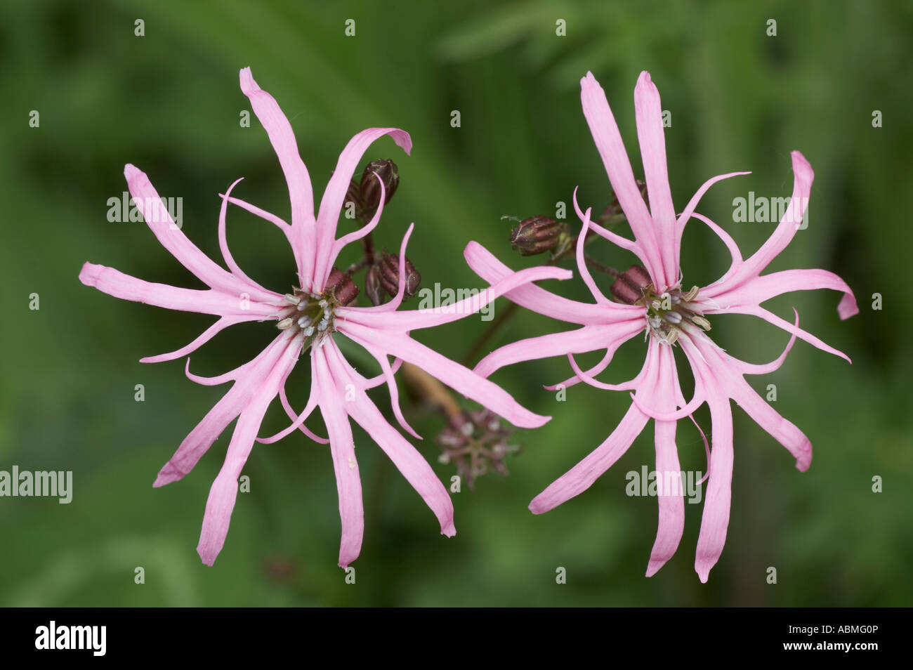 Ragged Robin - Lychnis flos cuculi Stock Photo - Alamy