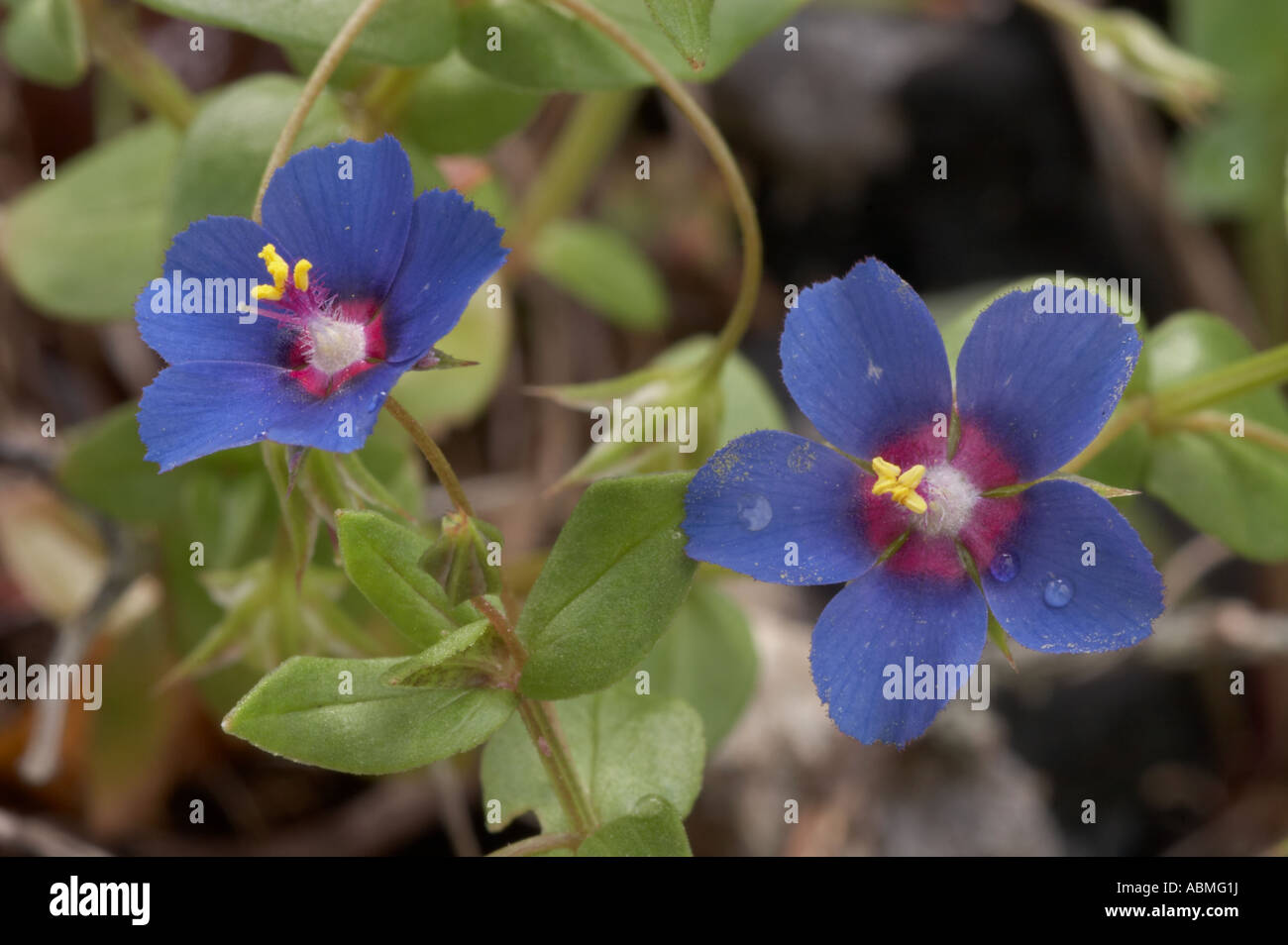 Blue Pimpernel - Anagallis foemina Stock Photo - Alamy
