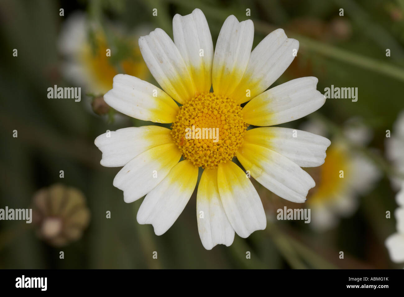 Crown Daisy - Chrysanthemum coronarium Stock Photo - Alamy