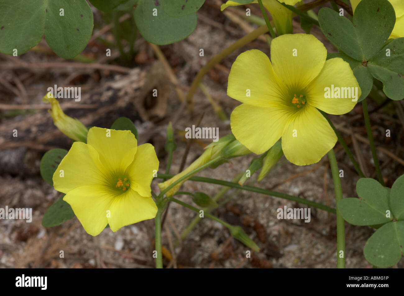 Bermuda Buttercup - Oxalis pes - caprae Stock Photo - Alamy