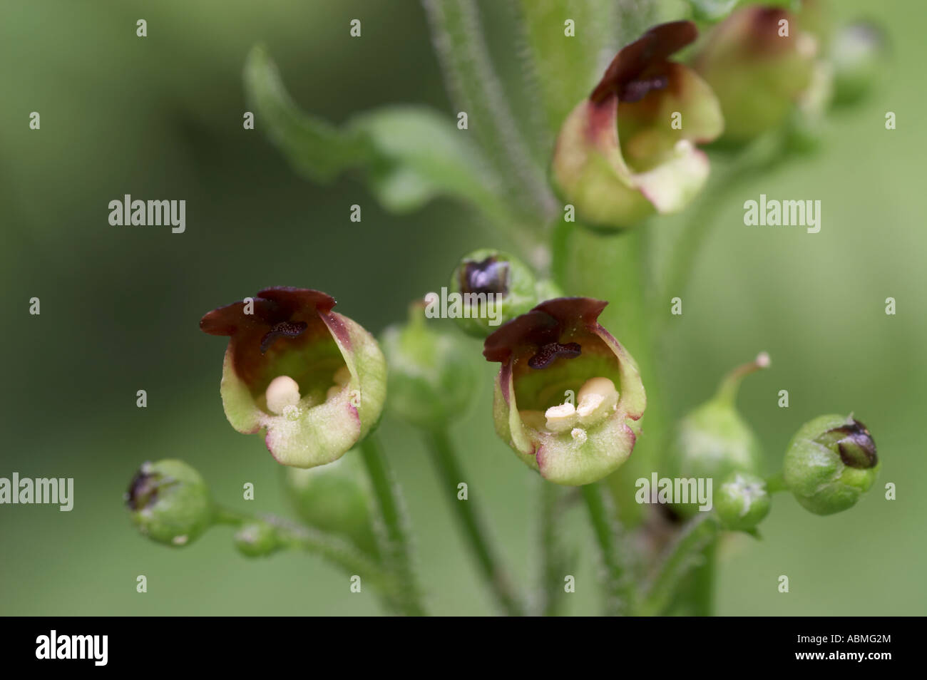 Common Figwort - Scrophularia nodosa Stock Photo - Alamy