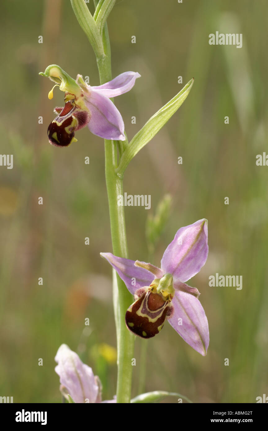 Bee orchid - Ophrys apifera Stock Photo - Alamy