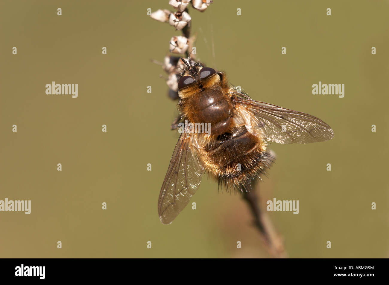 Ursina hi-res stock photography and images - Alamy