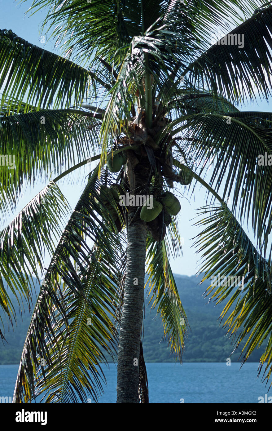 Tropical island coconut tree with water Island in background Stock ...