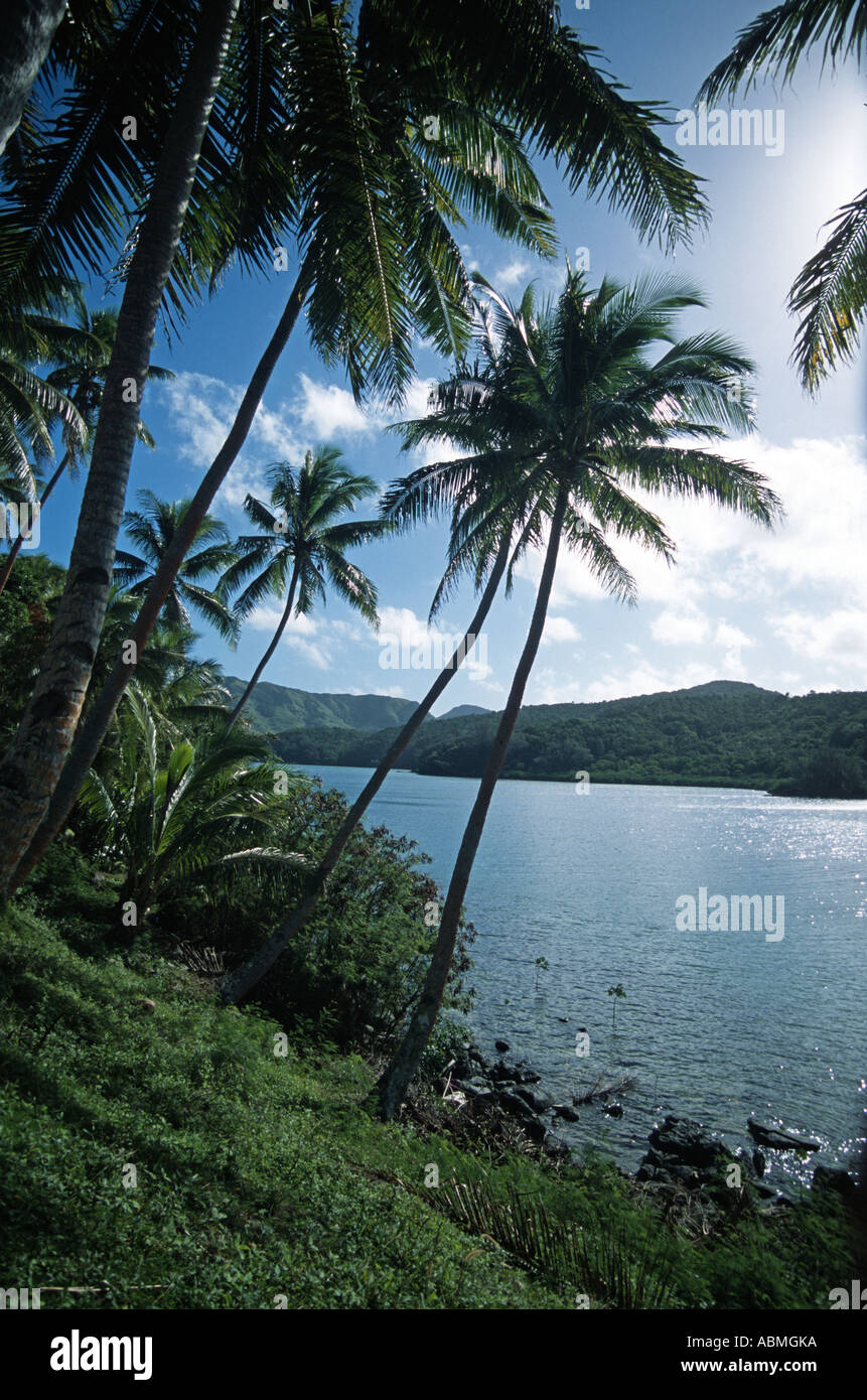 Tropical island coconut trees with water Island in background Stock ...