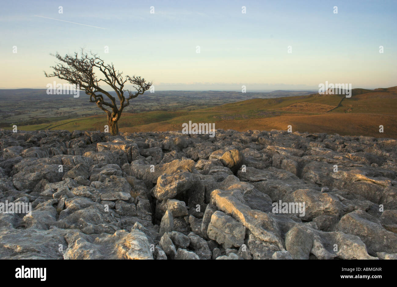 horizontal landscape photo of a solitary windswept hawthorn tree on the ...