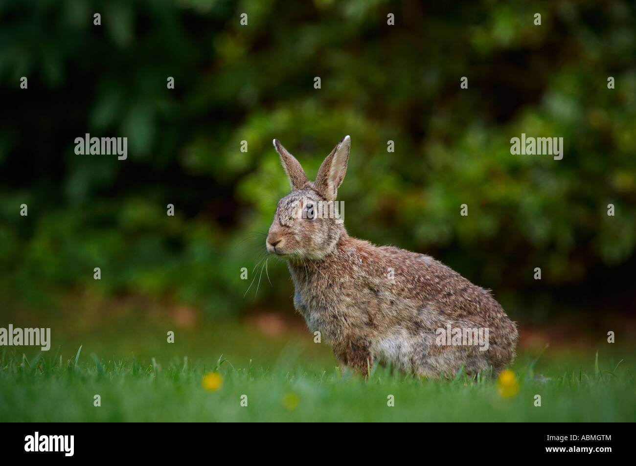 Horizontal landscape photo of an adult European rabbit Oryctolagus ...