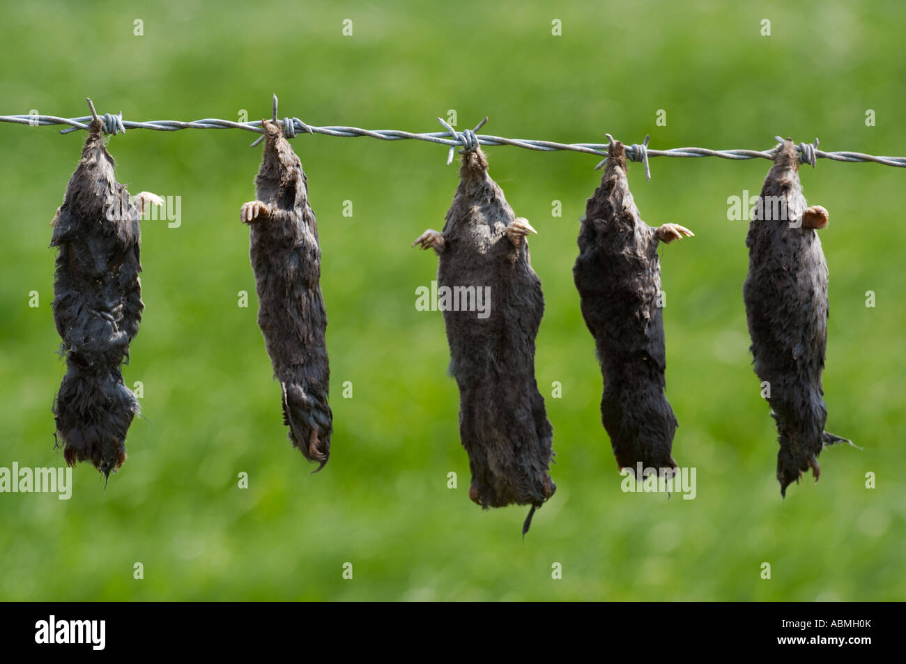 Dead moles caught hi-res stock photography and images - Alamy
