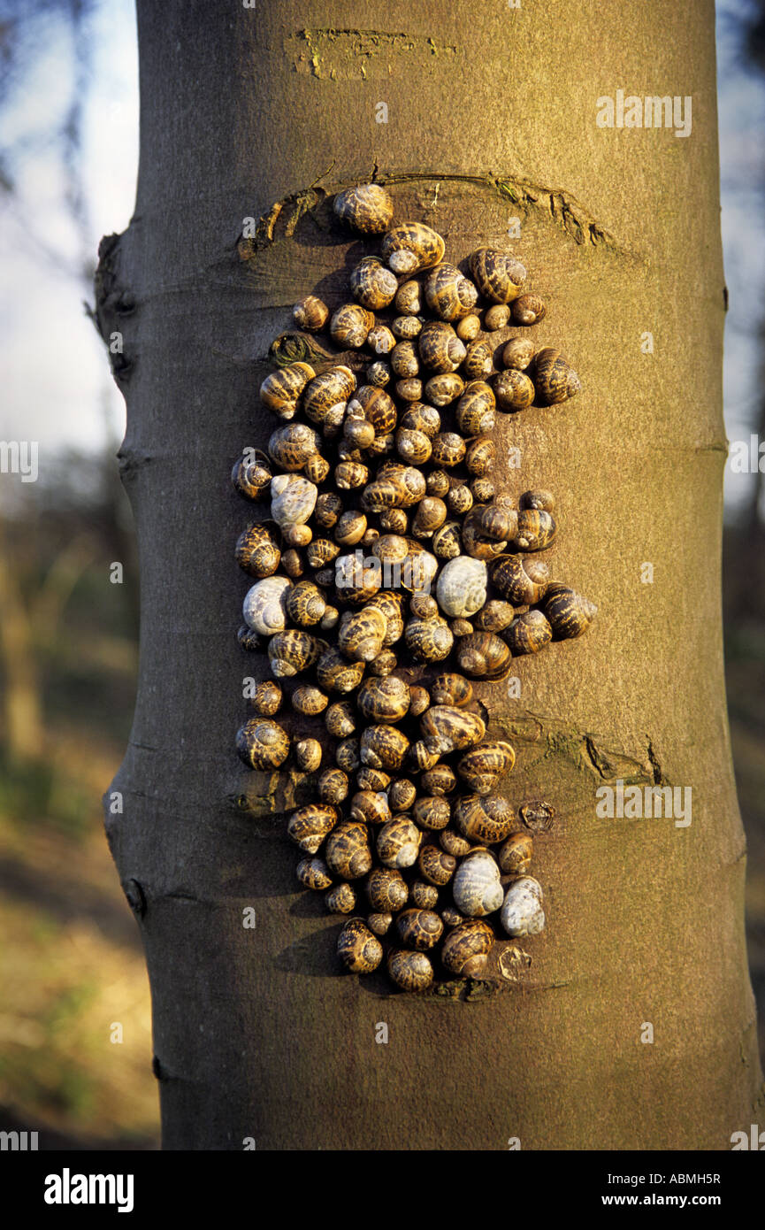 Cluster of snails hi-res stock photography and images - Alamy