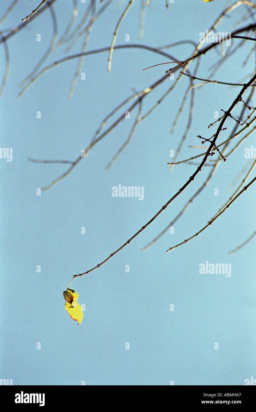 One leaf left on tree hi-res stock photography and images - Alamy